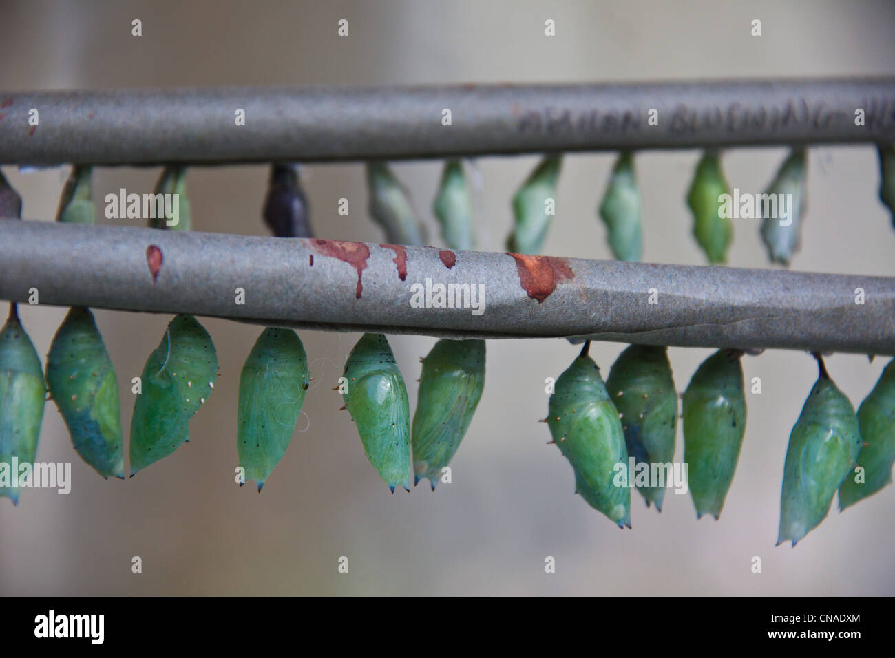 Butterfly cocoons at Brookgreen Gardens, South Carolina, USA Stock ...