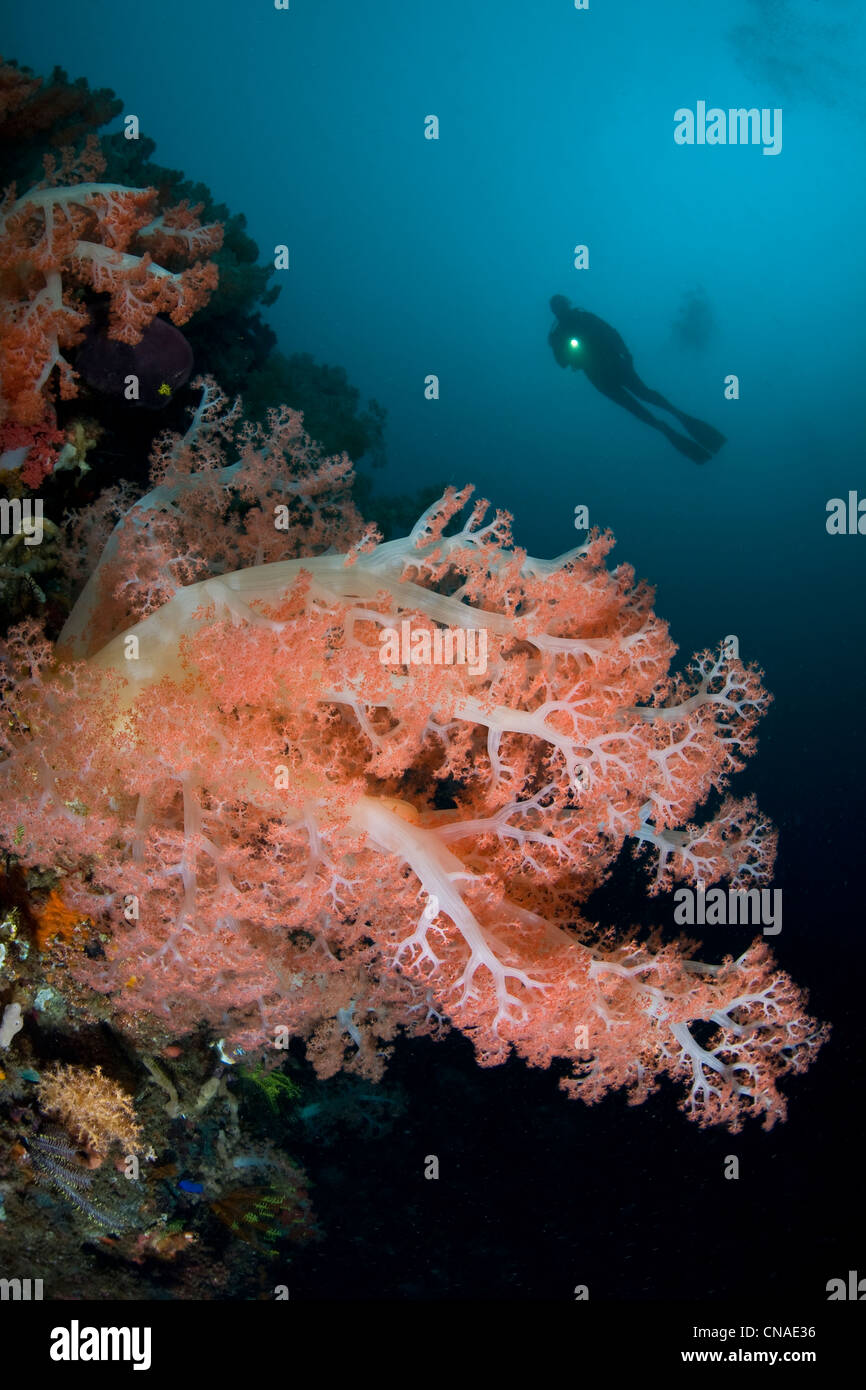 Colony soft coral growing on hi-res stock photography and images - Alamy