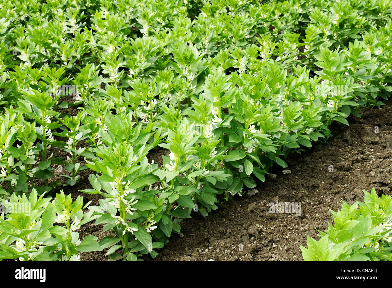 Agriculture field faba bean hi-res stock photography and images - Alamy