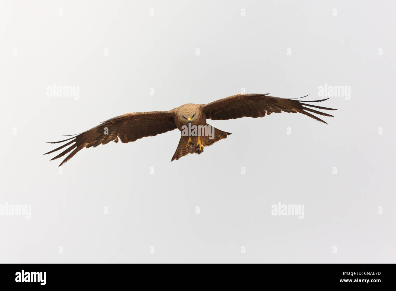 Legs kite hi-res stock photography and images - Alamy