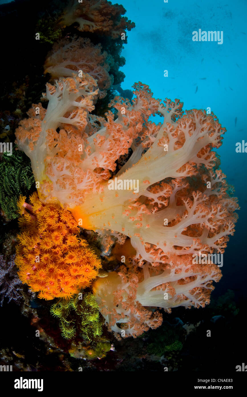 Soft coral colonies, Scleronephthya sp., compete with Tubastrea cup ...