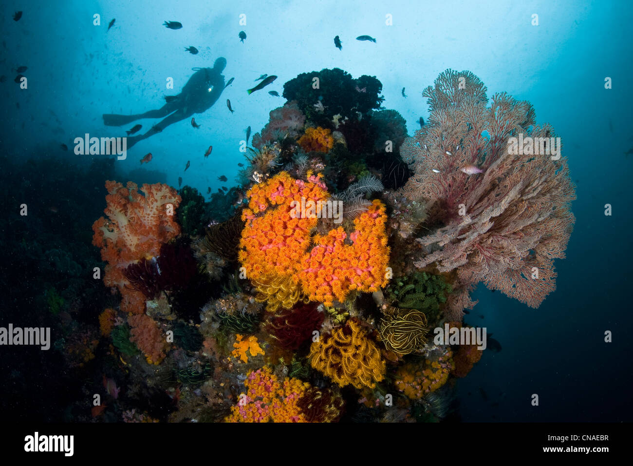 A diver looks down upon a divers reef outcrop covered with cup corals ...