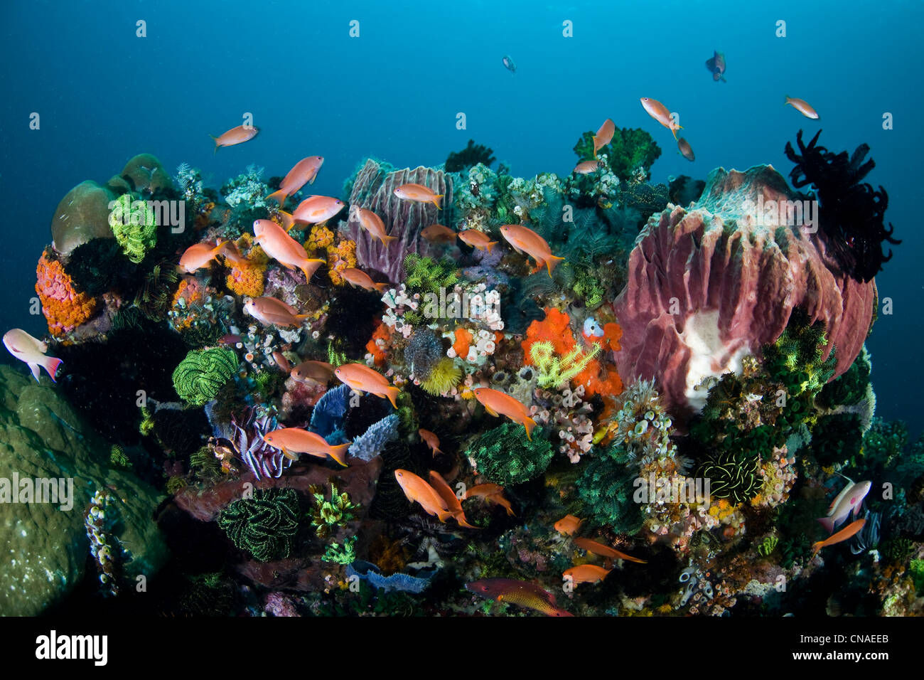 Lesser sunda archipelago hi-res stock photography and images - Alamy