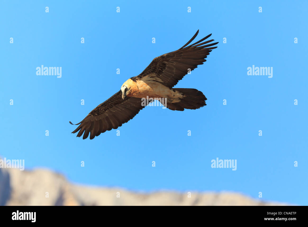 Bearded Vulture or Lammergeier (Gypaetus barbatus) flying. Pyrenees ...