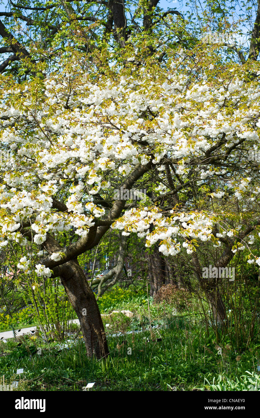 A Japanese Cherry tree in spring Stock Photo - Alamy