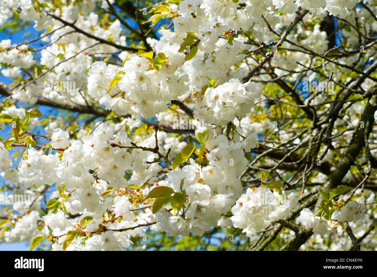 White Spring Blossoms with blue sky Stock Photo - Alamy