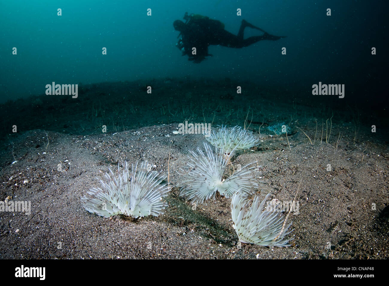 Tube worms hi-res stock photography and images - Alamy