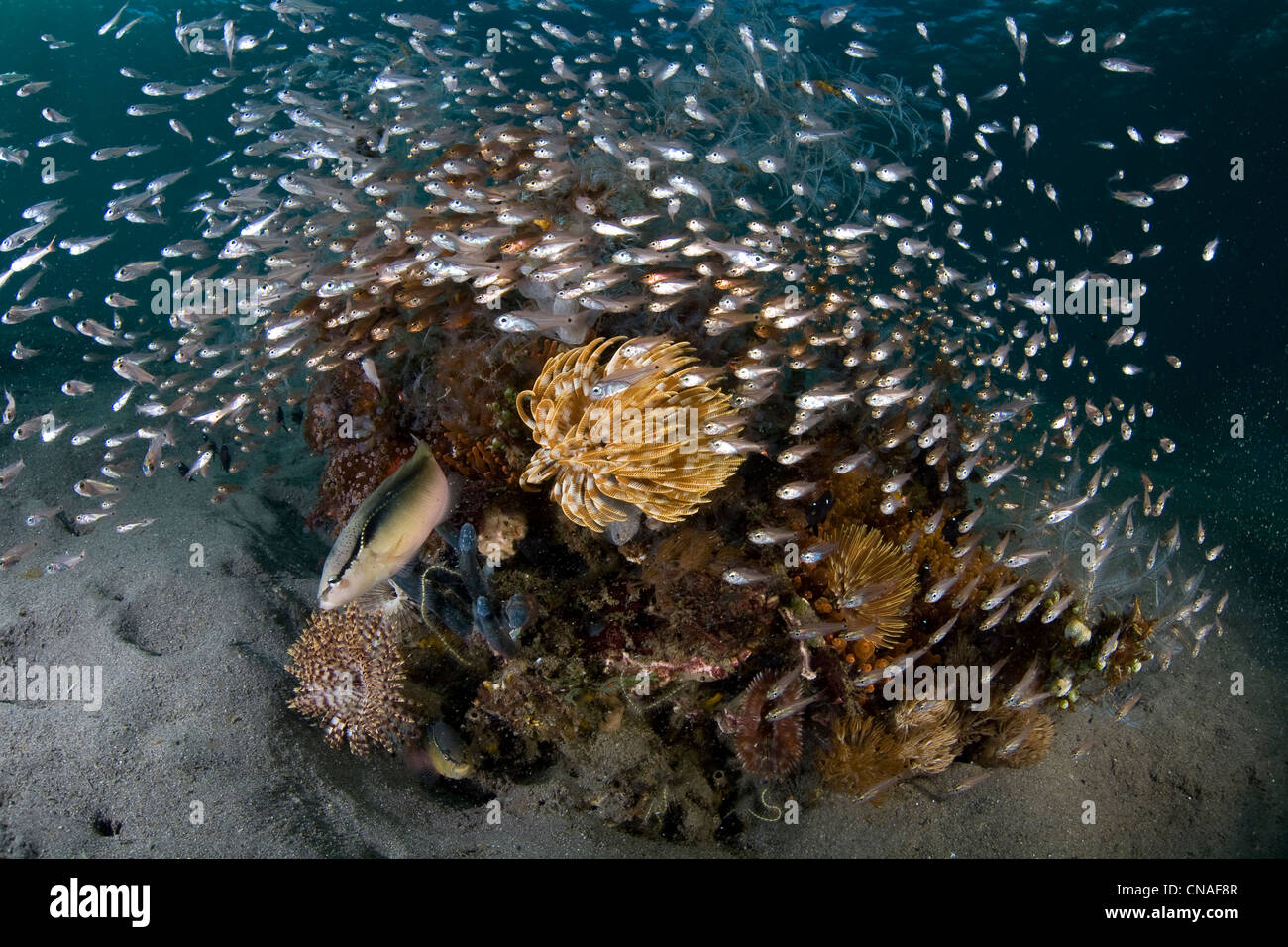 A cloud of cardinalfish, Apogon sp., hovers over a bommie where ...