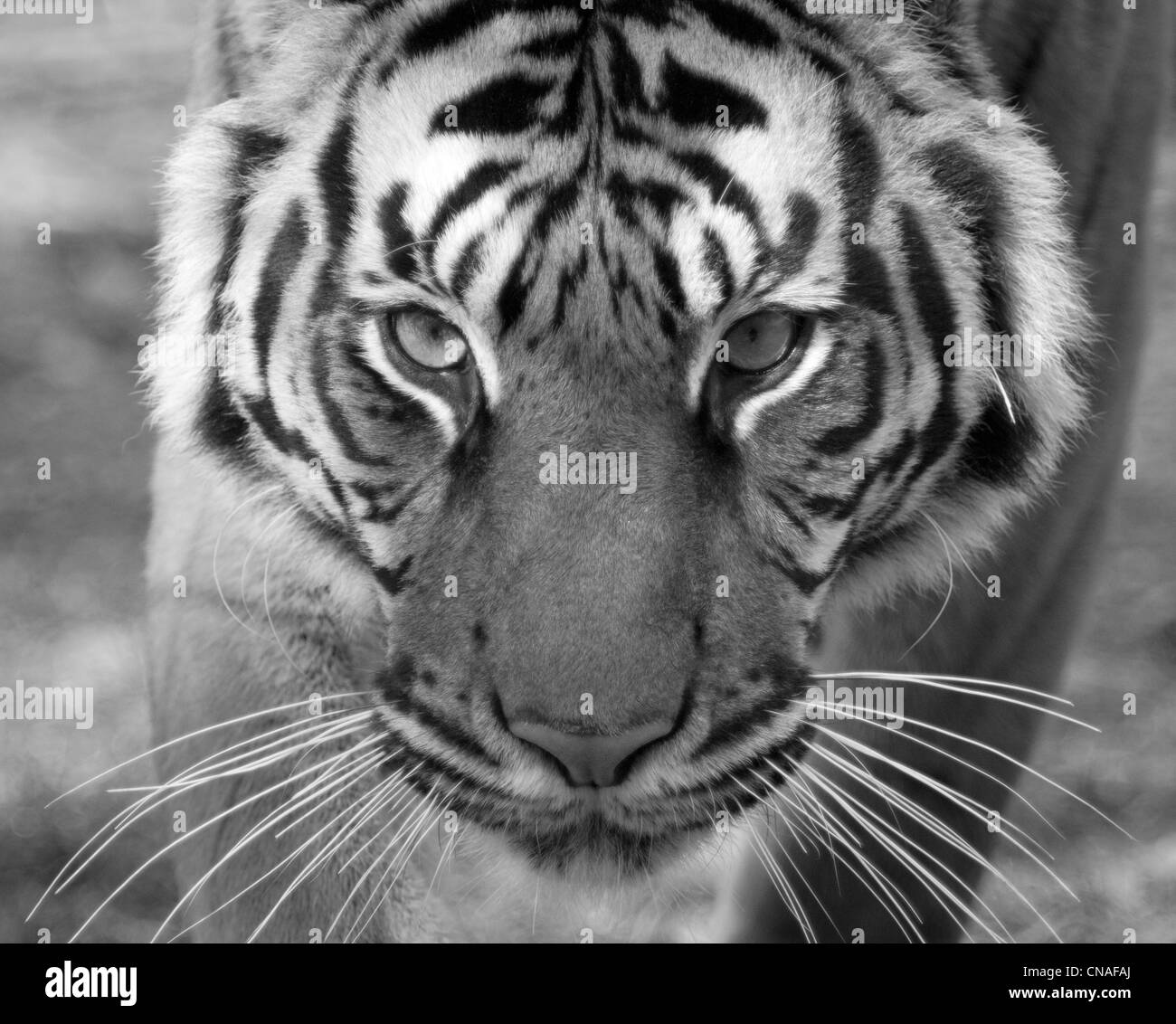Tiger looks Black and White Stock Photos & Images - Alamy