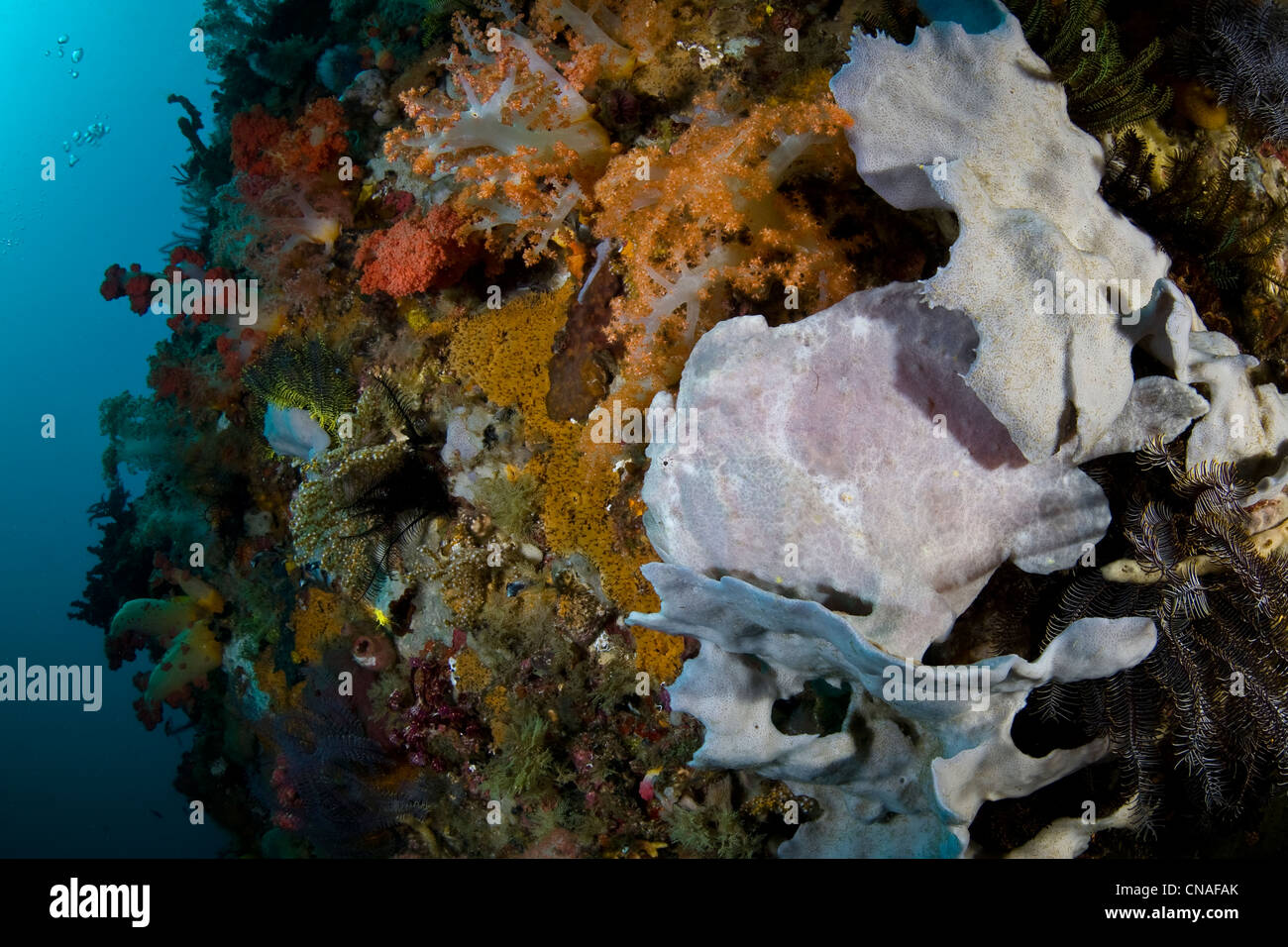 Strange camouflage hi-res stock photography and images - Alamy