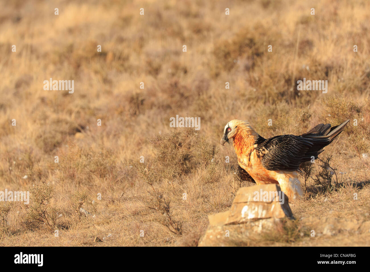 Bearded Vulture or Lammergeier (Gypaetus barbatus) on habitat. Pyrenees ...