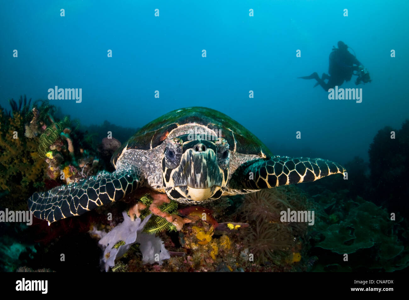 A Hawksbill sea turtle, Eretmochelys imbricata, explores a diverse reef ...