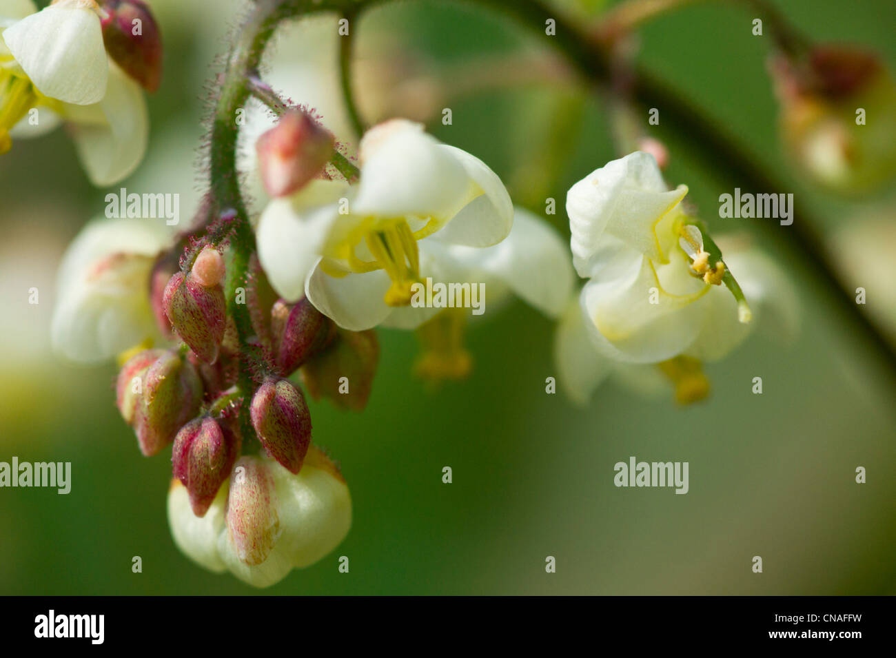 Horny goat weed Stock Photo - Alamy