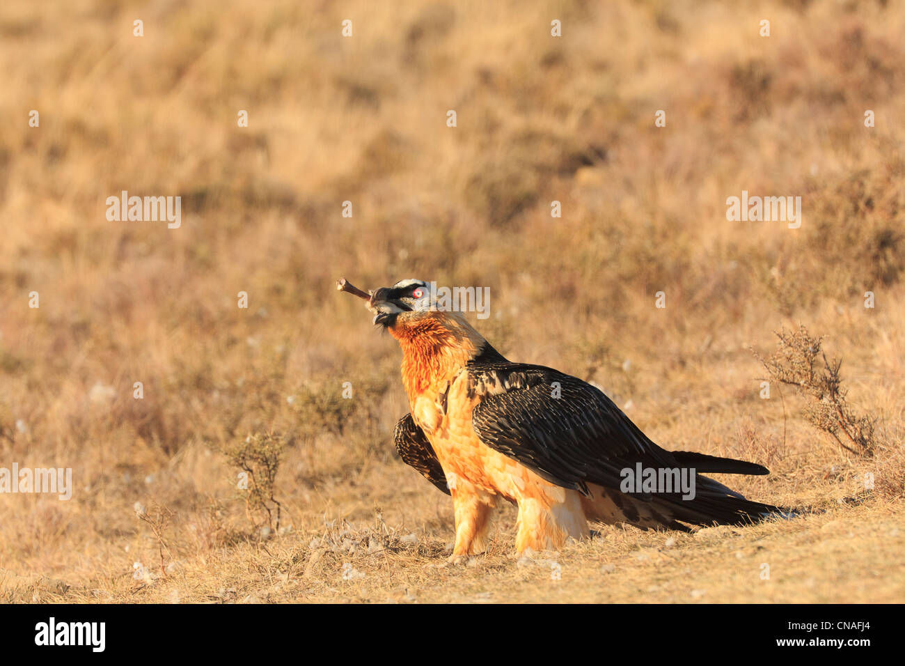 Bone eating vulture hi-res stock photography and images - Alamy