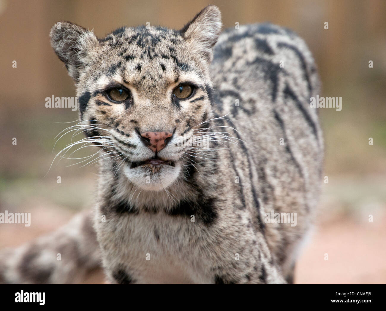 Female clouded leopard looking towards camera Stock Photo - Alamy