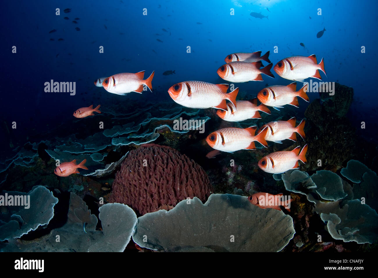 Reef fish temperate school hi-res stock photography and images - Alamy
