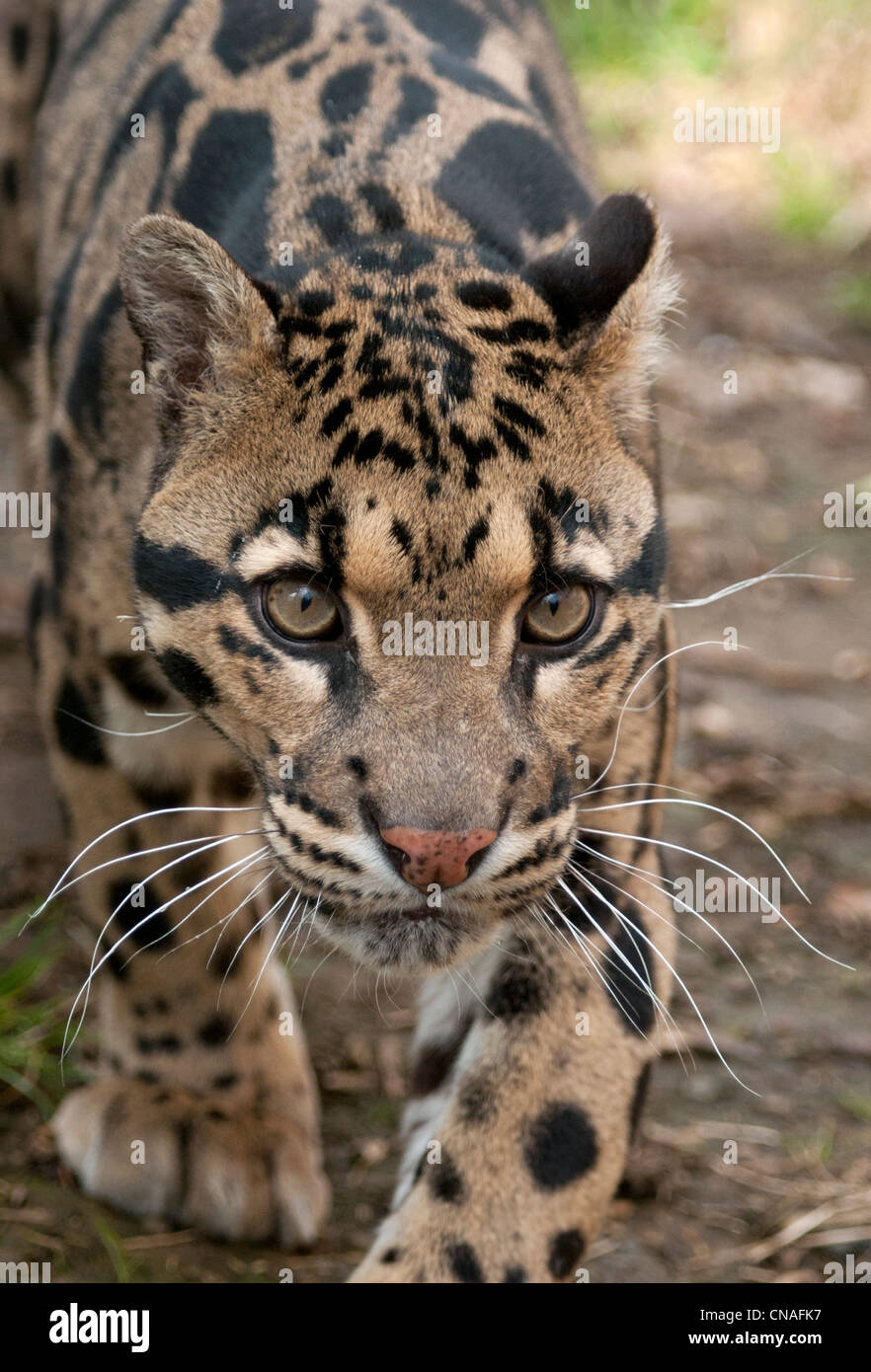 Captive clouded leopard neofelis hi-res stock photography and images ...