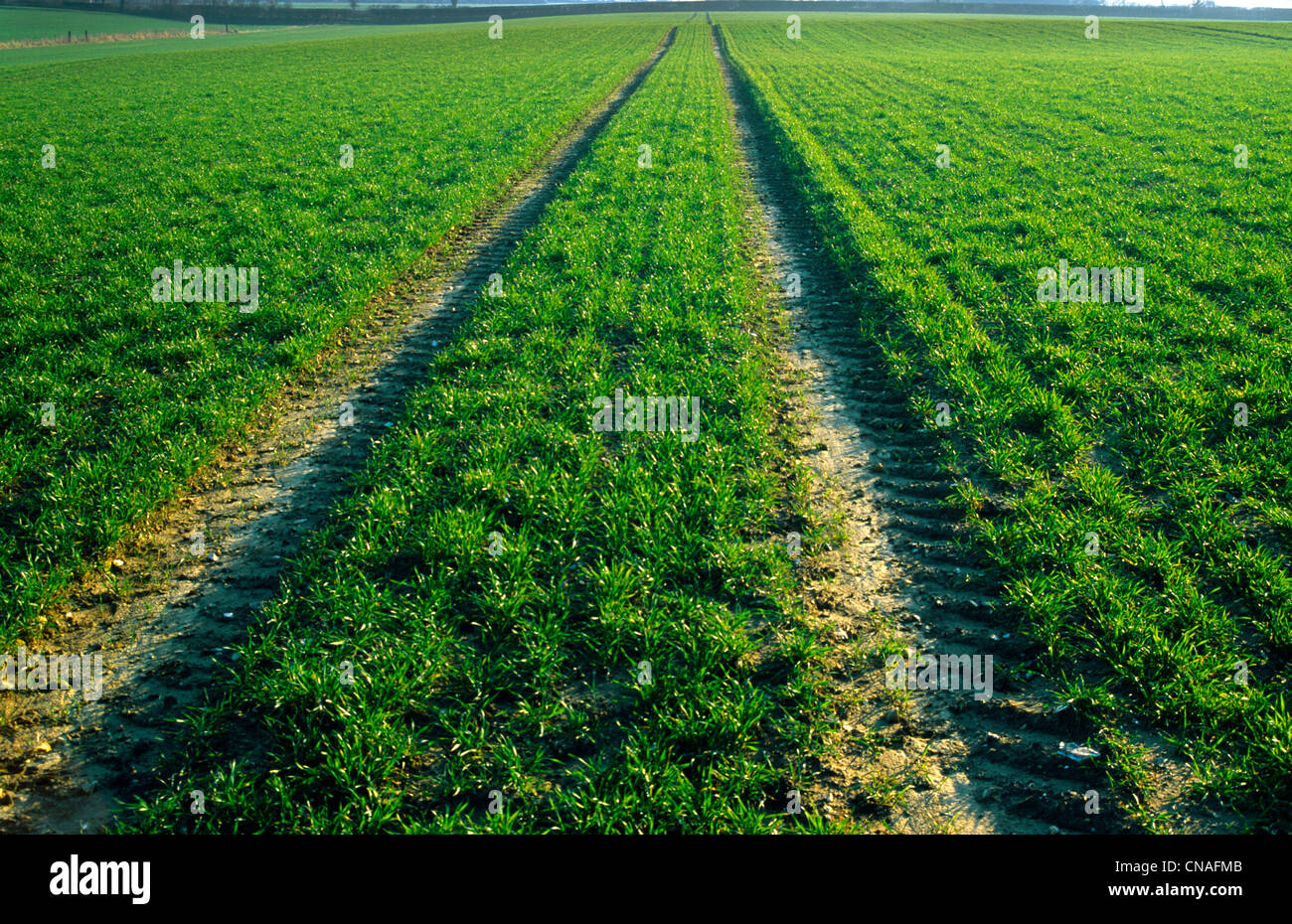 Track Through Crop Field Stock Photo - Alamy