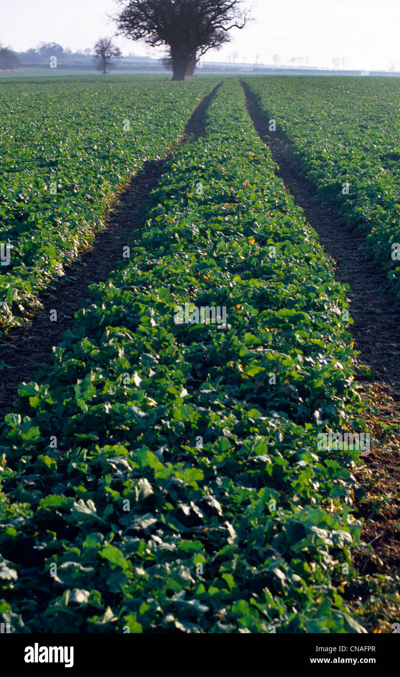 Tracks Through Crop Field Stock Photo - Alamy