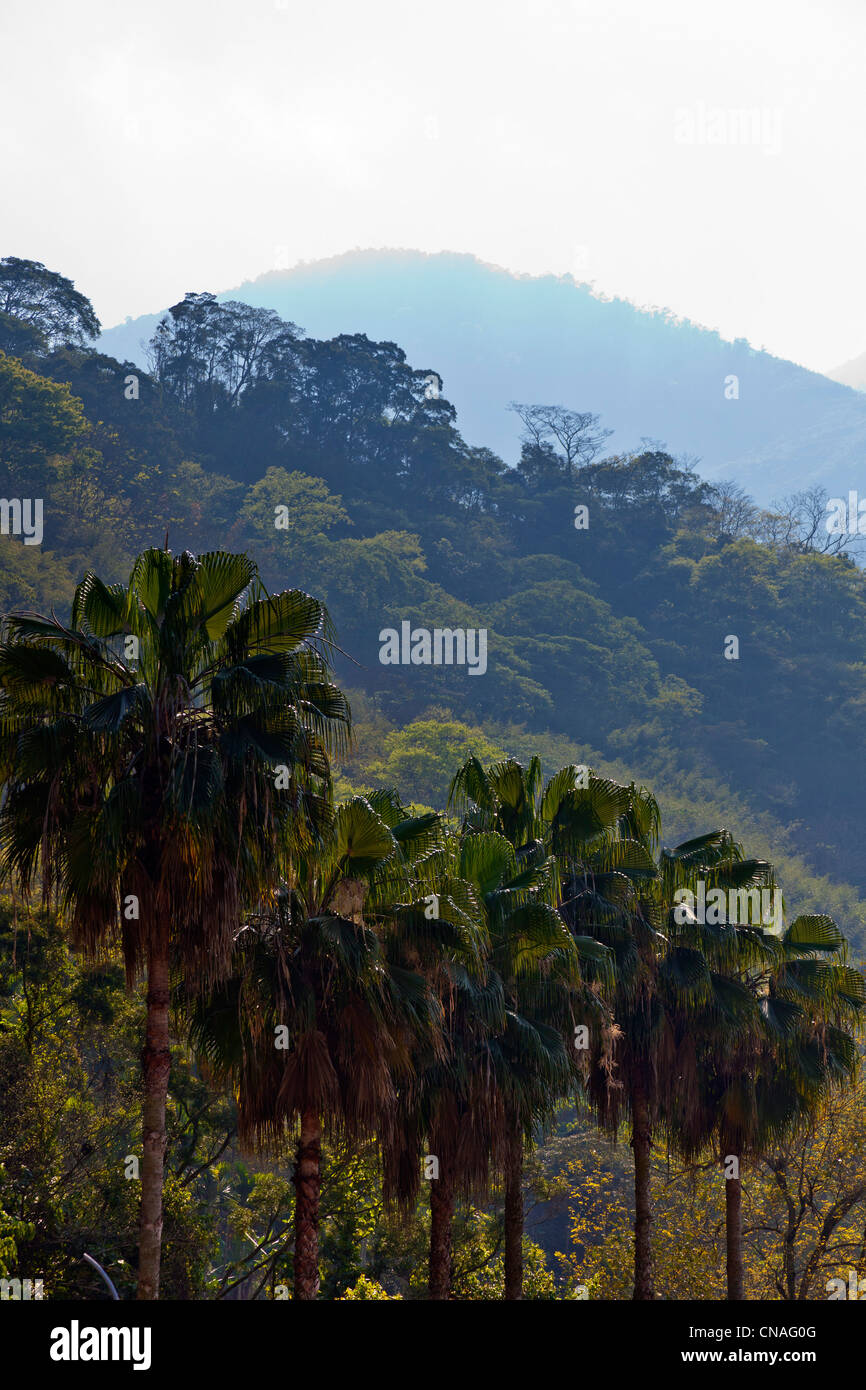 Palm tree hill hi-res stock photography and images - Alamy
