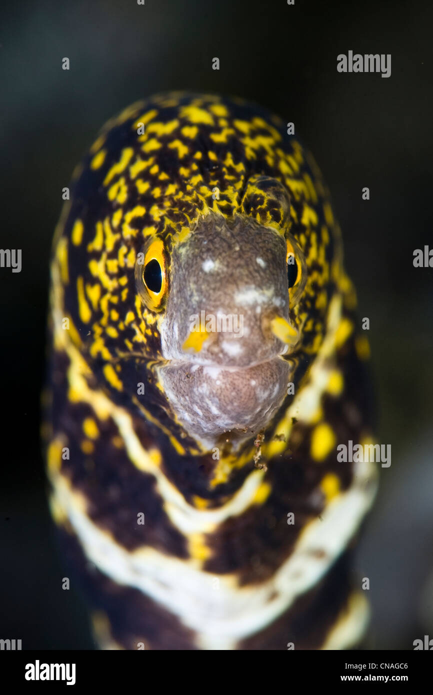 Moray eel eyes hi-res stock photography and images - Alamy