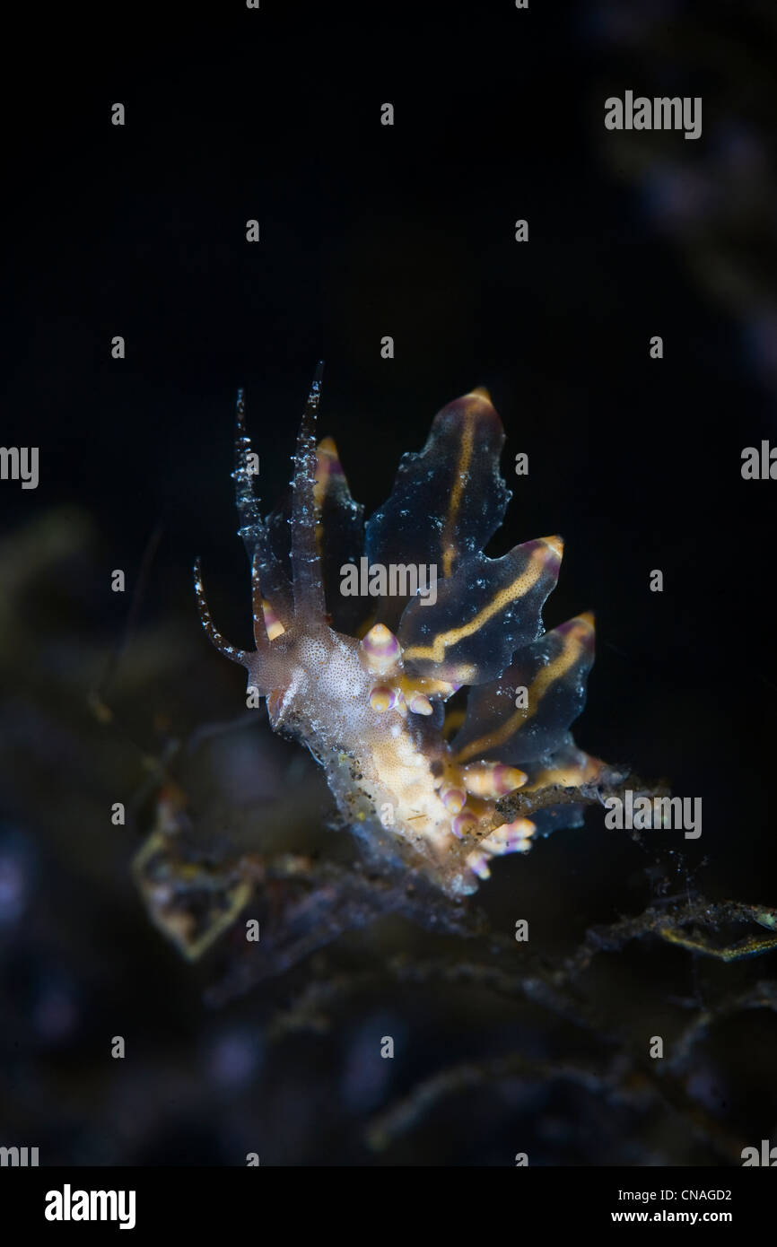 Nudibranch and coral hi-res stock photography and images - Alamy