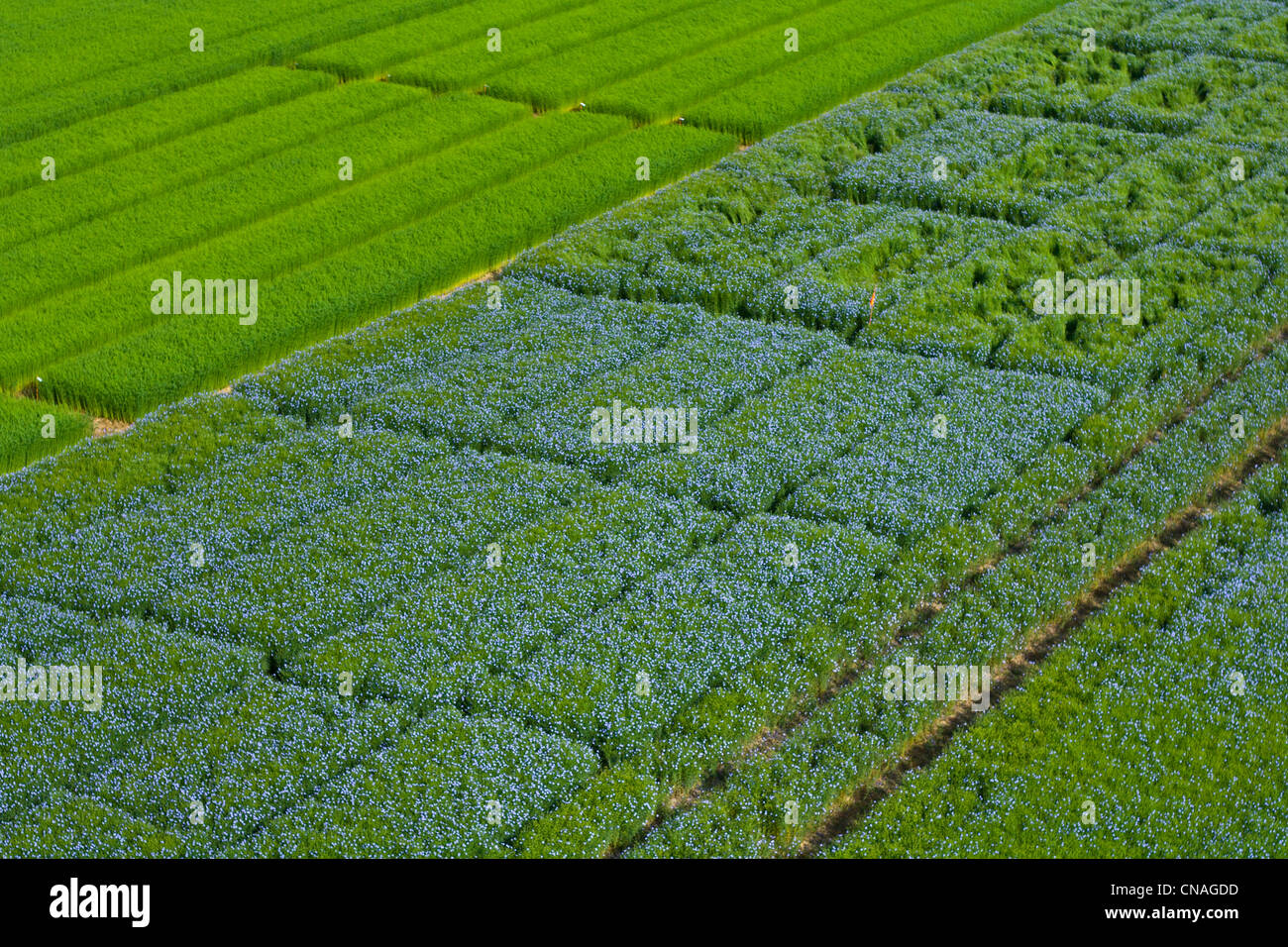 France, Eure, Vesly, experimental cultivation of flax (aerial view ...