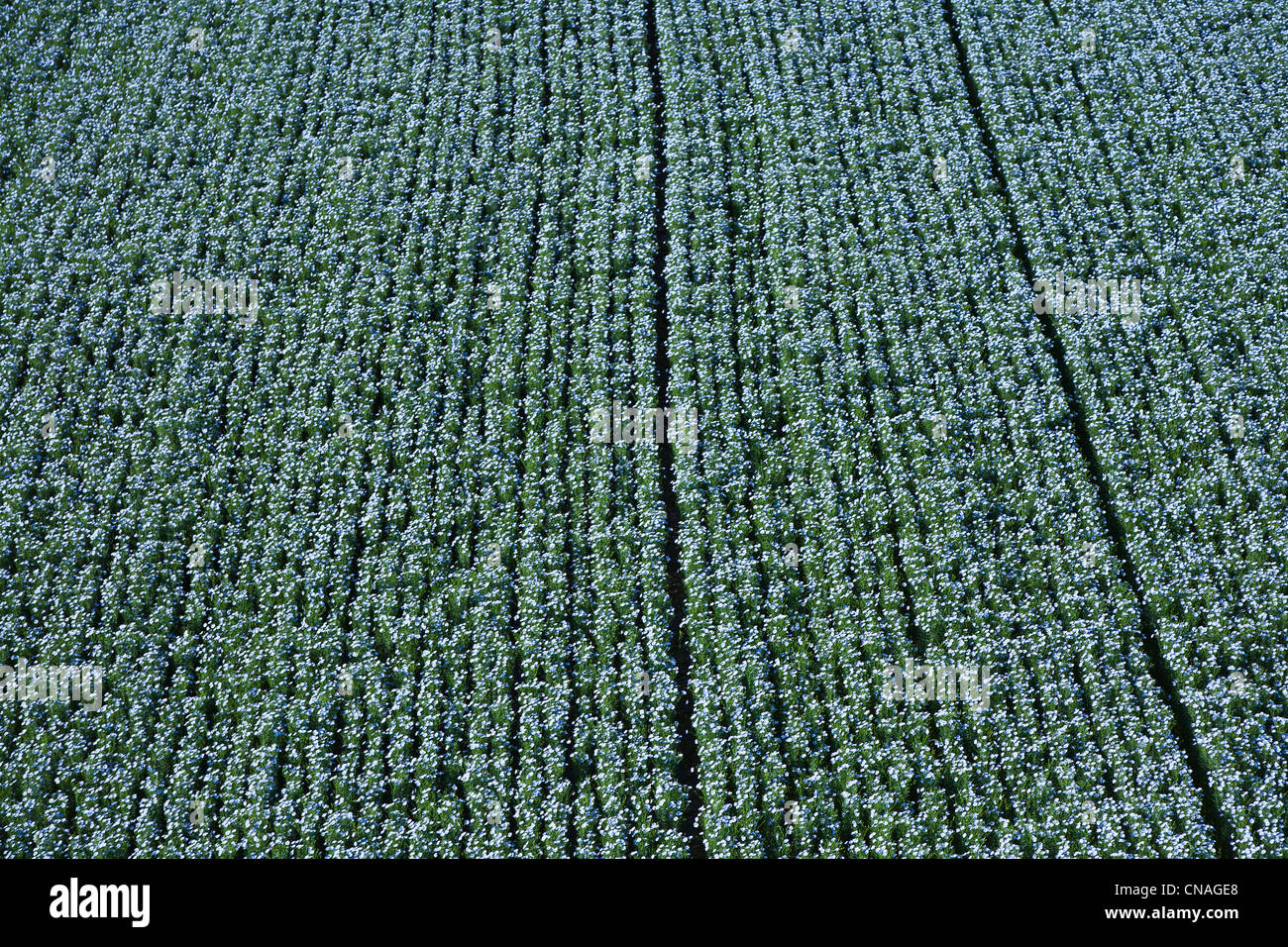 France, Eure, Gaillon, field of flax on the plain of Noes (aerial view ...