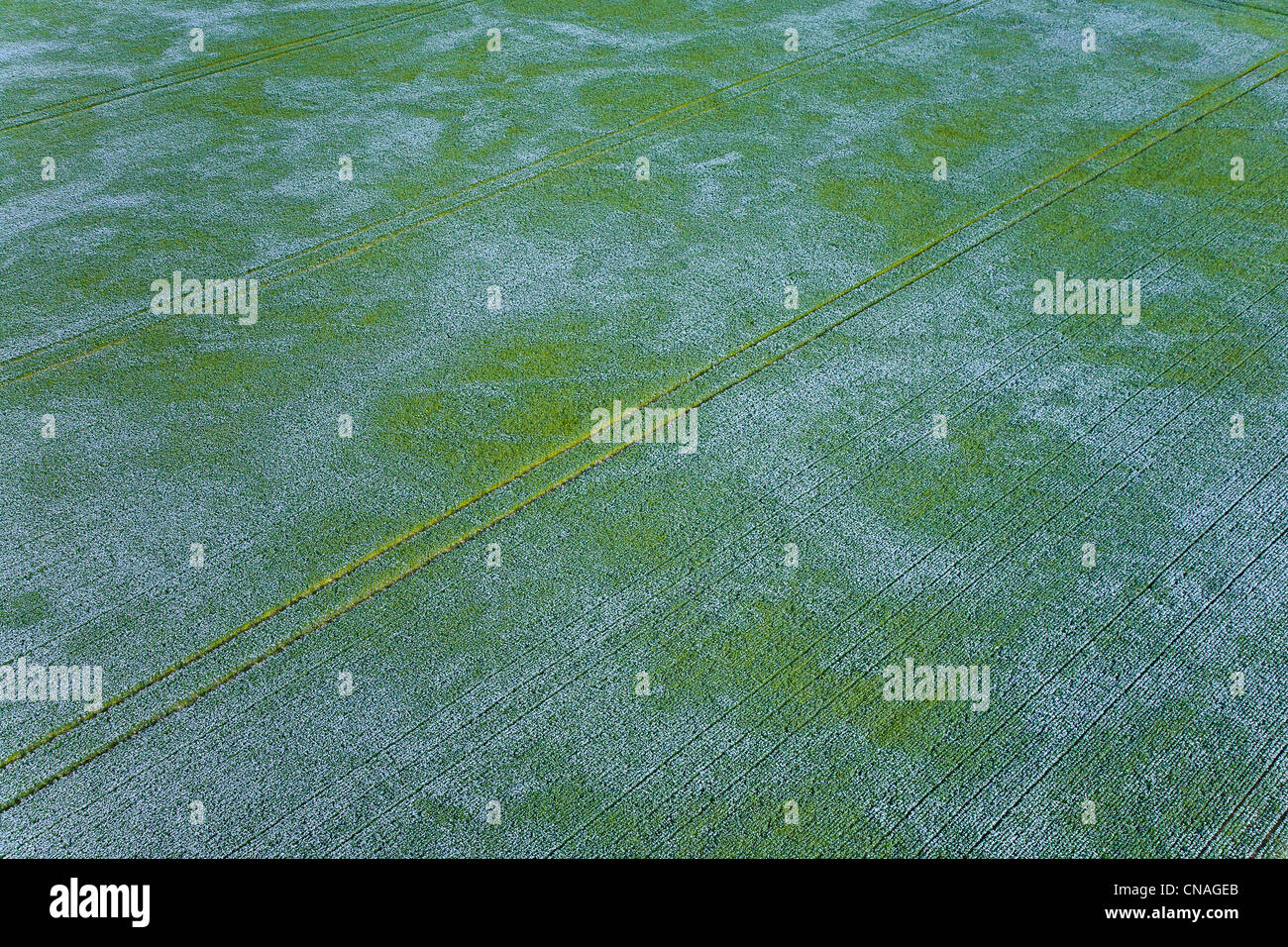 France, Eure, Gaillon, field of flax on the plain of Noes (aerial view ...