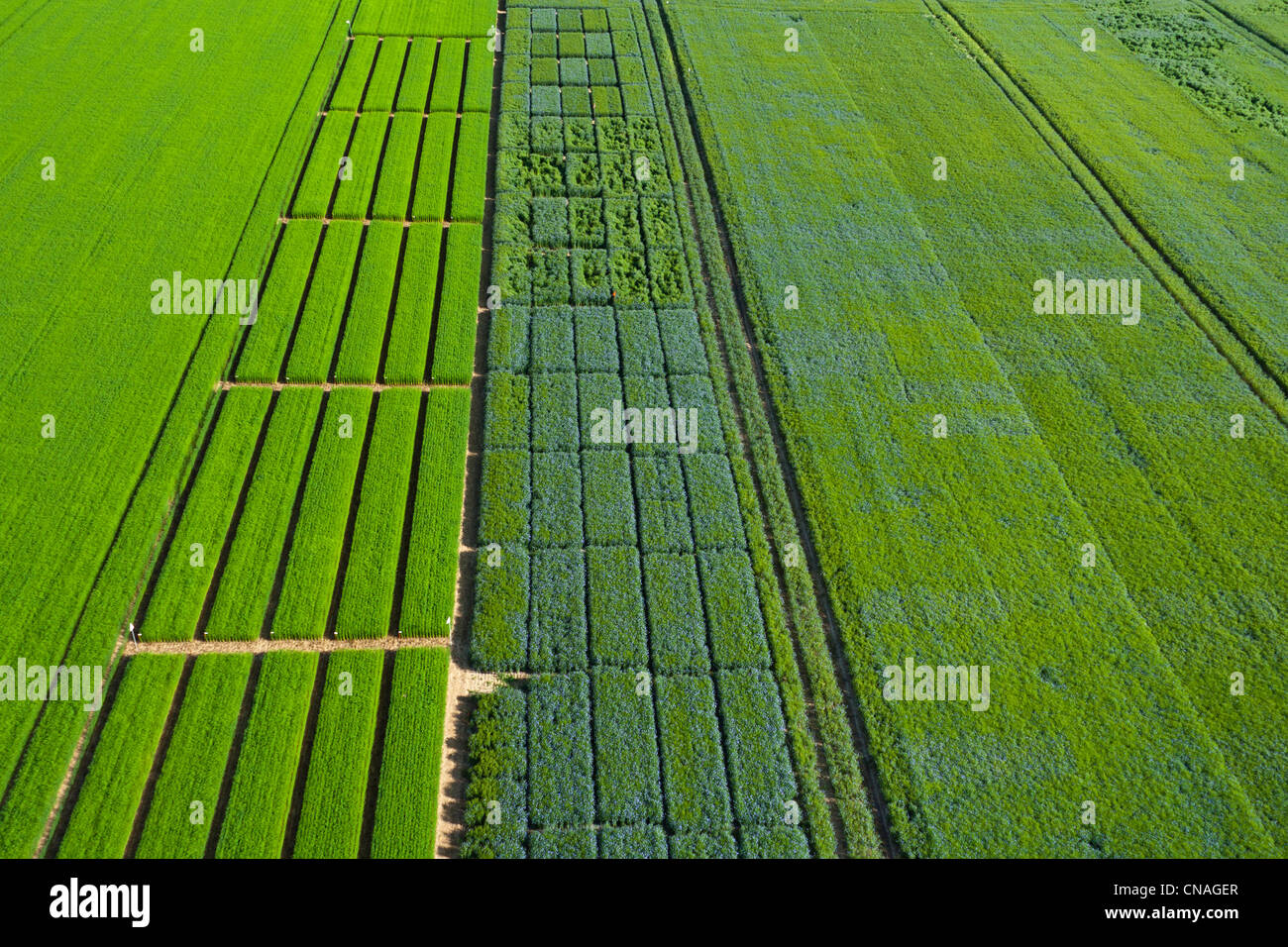 France, Eure, Vesly, experimental cultivation of flax (aerial view ...