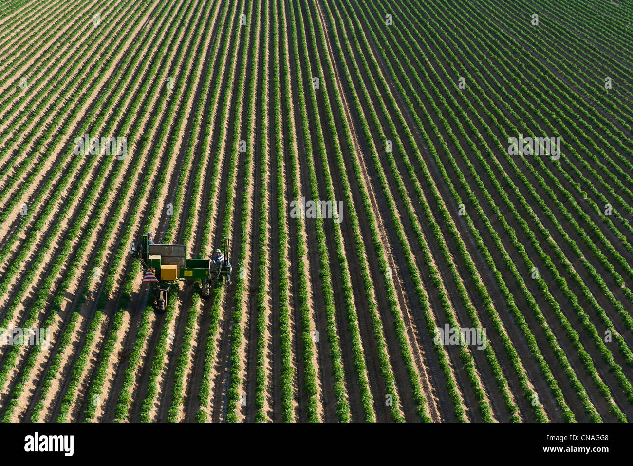 France, Eure, Vesly, culture of potato (aerial view Stock Photo - Alamy