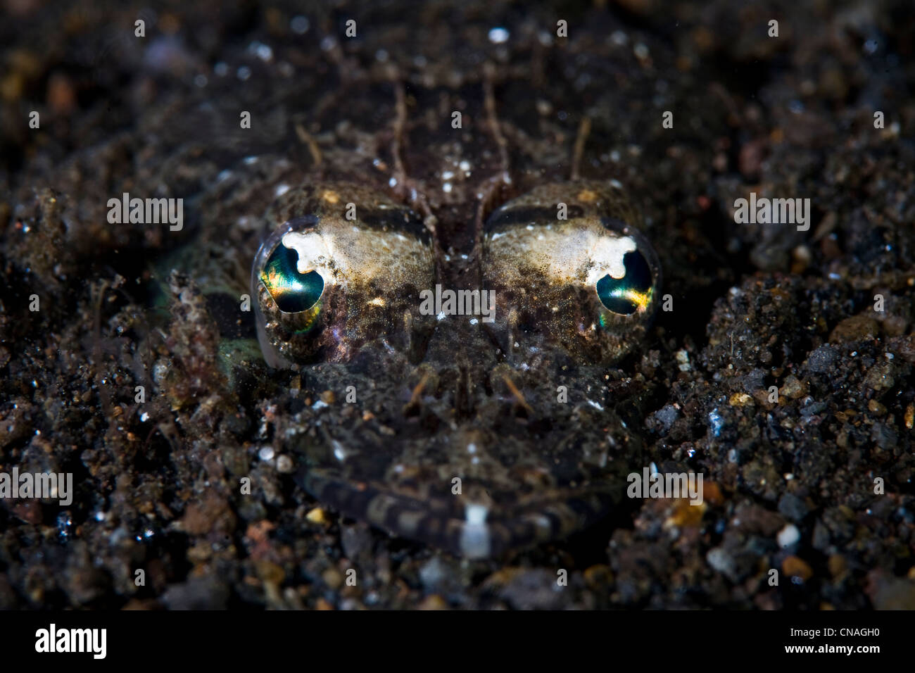 Juvenile flathead hi-res stock photography and images - Alamy