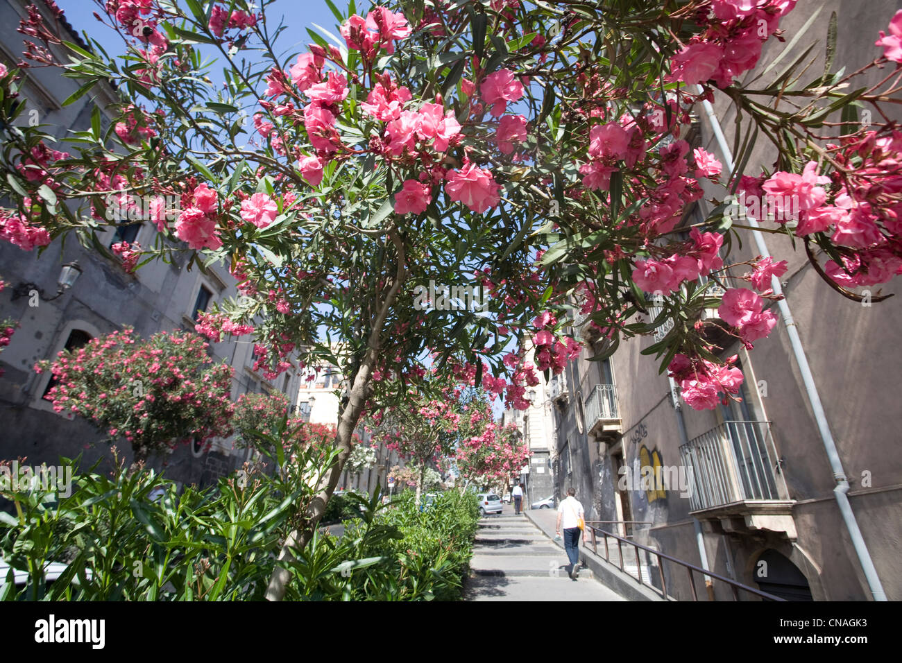 Oleander hi-res stock photography and images - Alamy