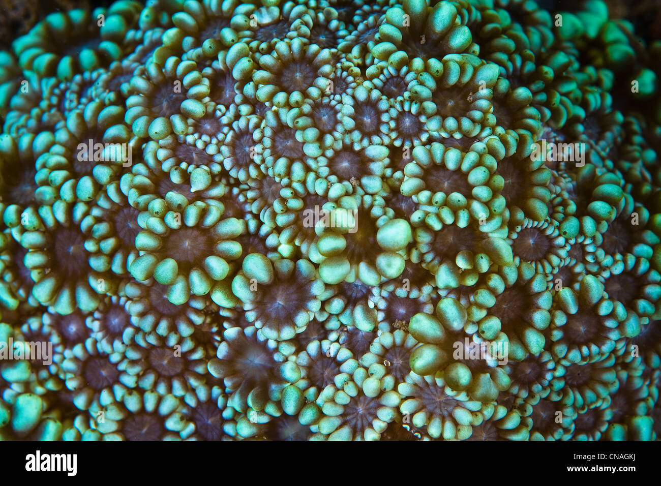 Polyps of a Alveopora coral resemble a bouquet of flowers. Komodo ...