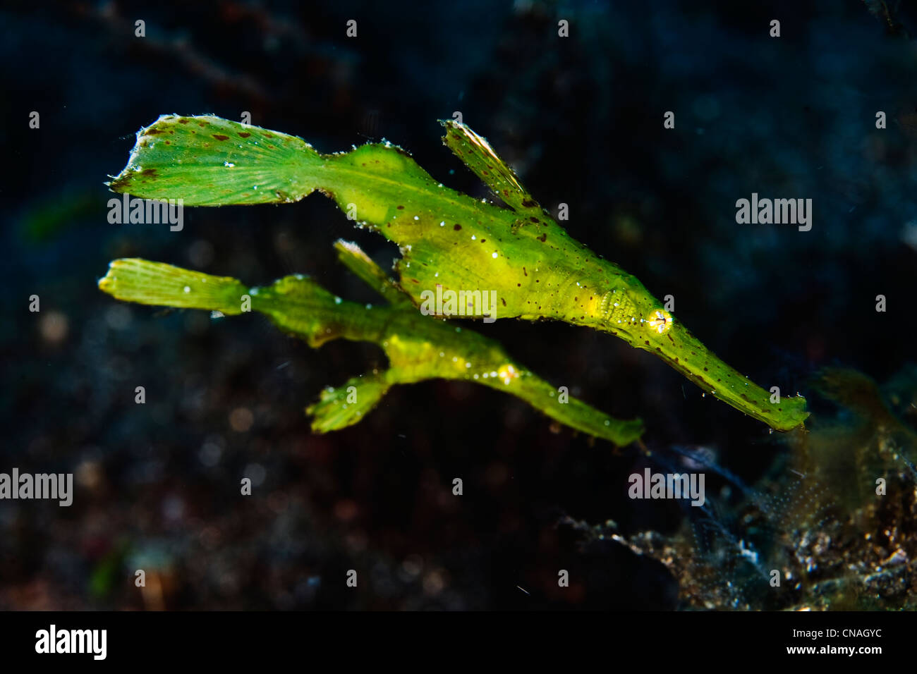 A mating pair of Robust ghost pipefish, Solenostomus cyanopterus ...