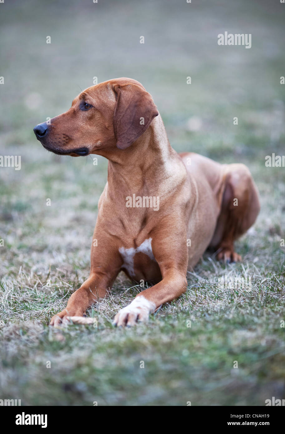 rhodesian ridgeback dog Stock Photo - Alamy