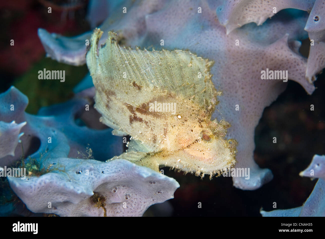 A yellow leaf scorpionfish, Taenianotus triacanthus, blends into the ...