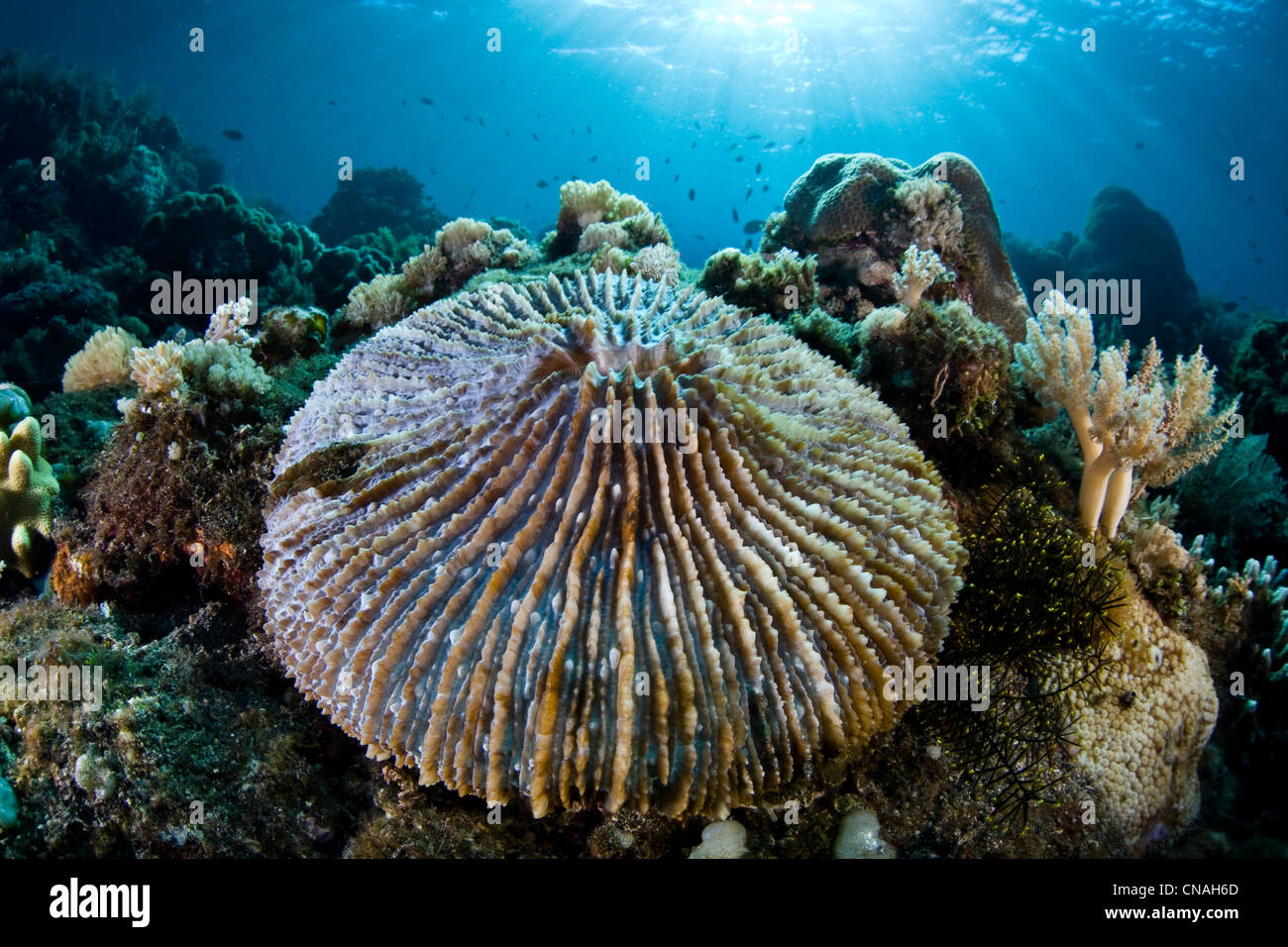 A mushroom coral, Fungia sp., rests on a reef that is bathed in ...
