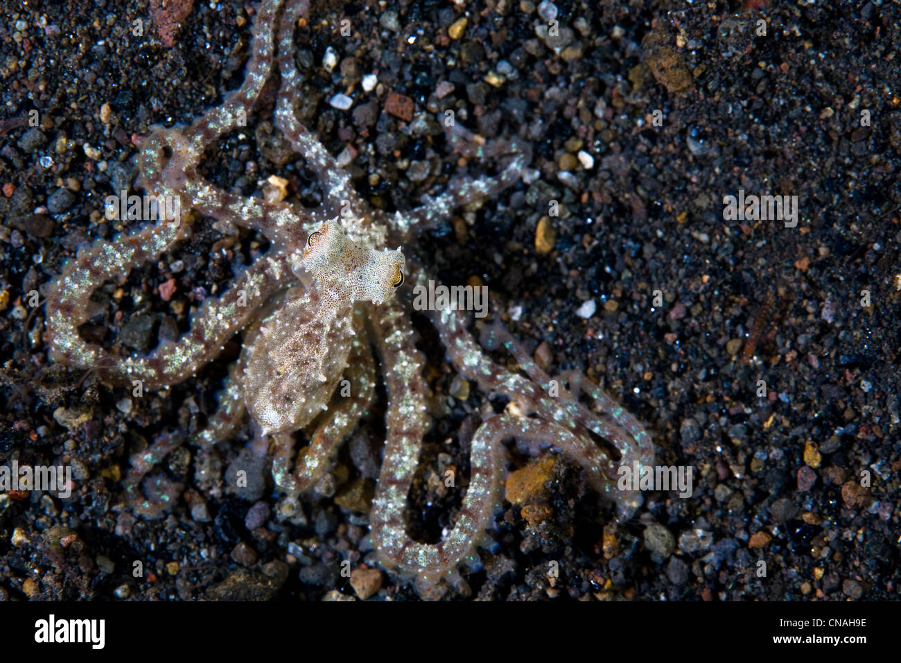 A small unidentified octopus uses its eight arms to search for food on ...