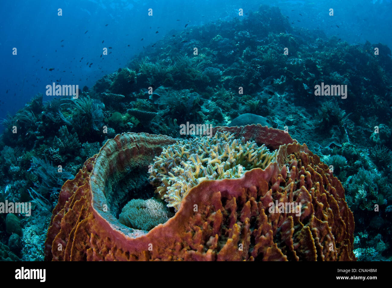 A hard coral colony, Pocillopora damnicornis, grows within a barrel ...