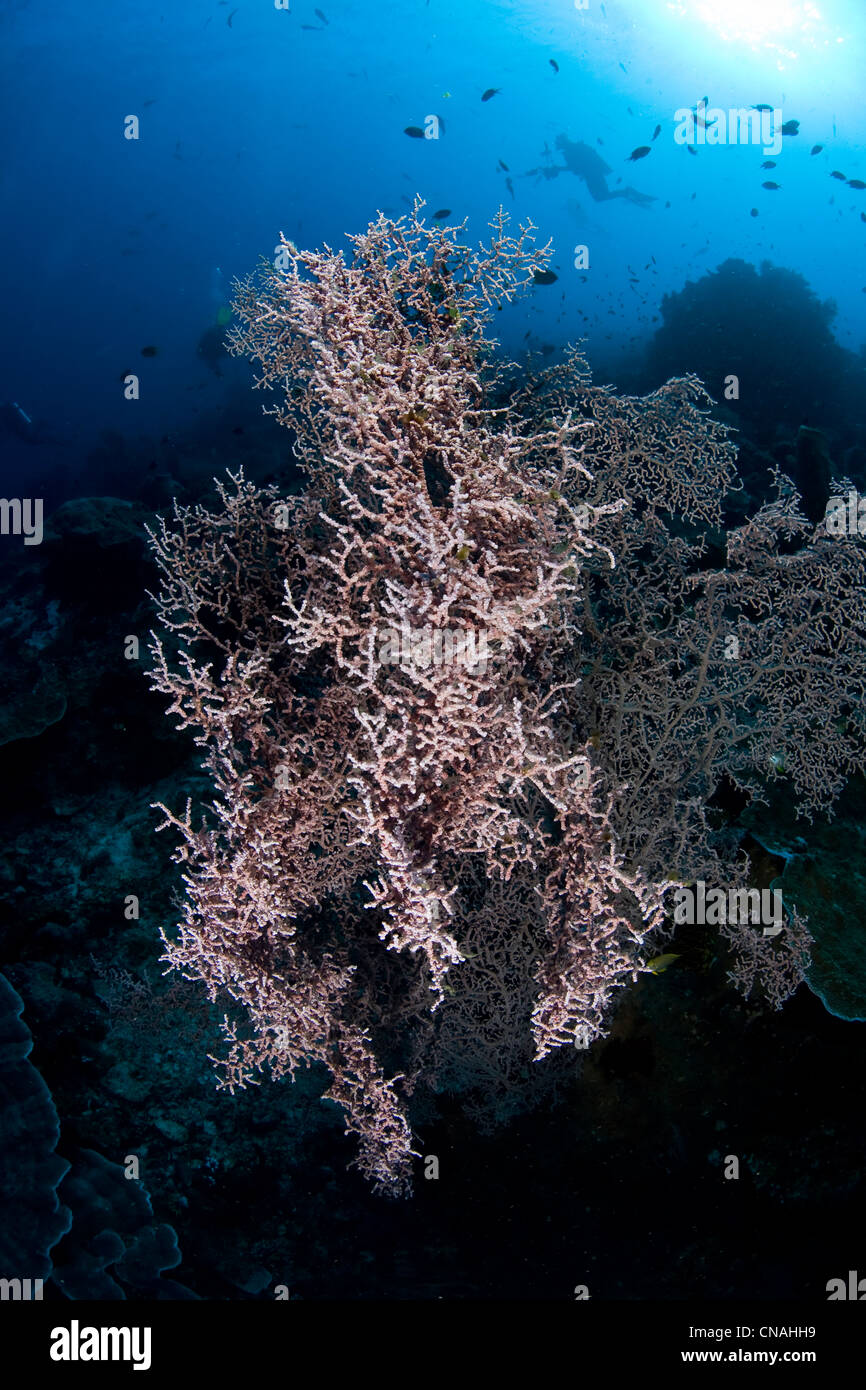 A large gorgonian decorates a coral reef within the Coral Triangle ...