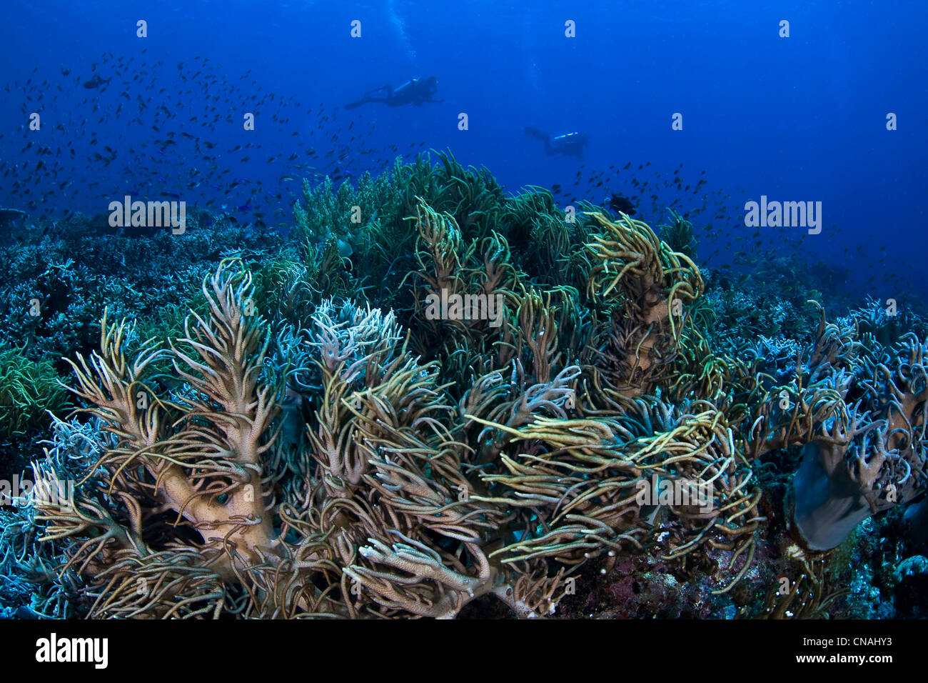 Sinuous soft corals, Sinularia sp., wave in a light current as their ...