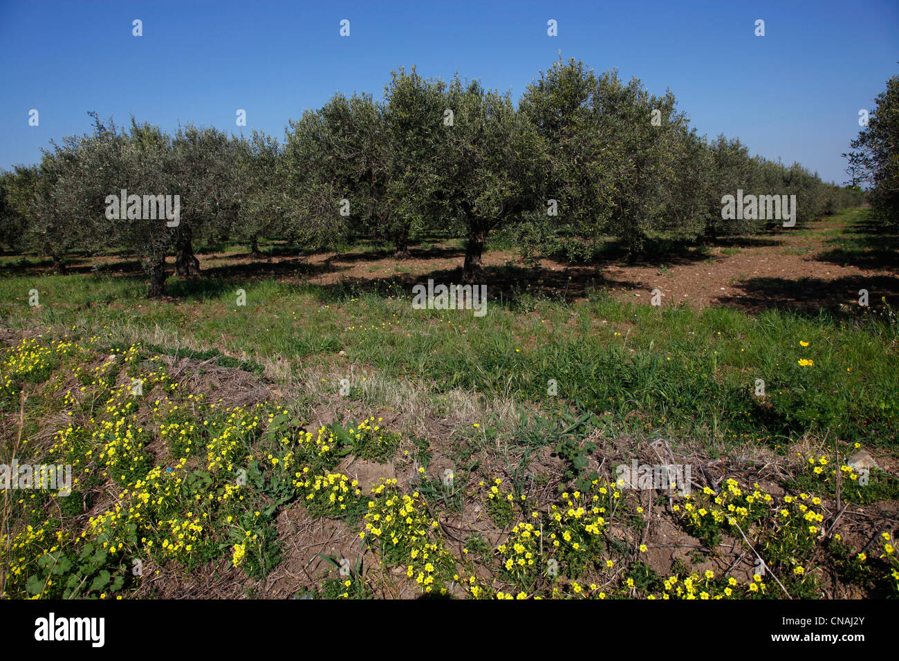 Sicily olive tree hi-res stock photography and images - Alamy