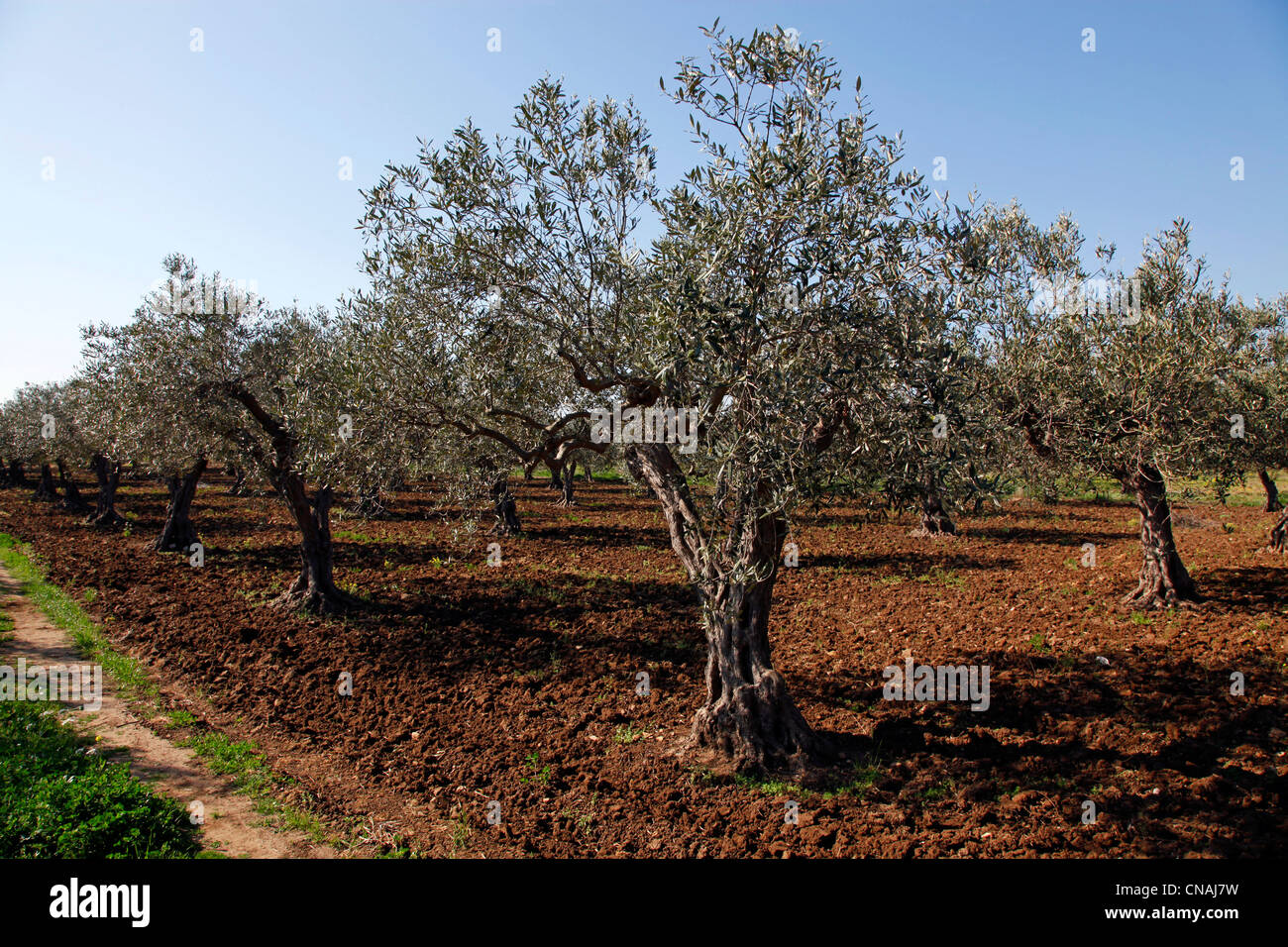 Sicily olive tree hi-res stock photography and images - Alamy