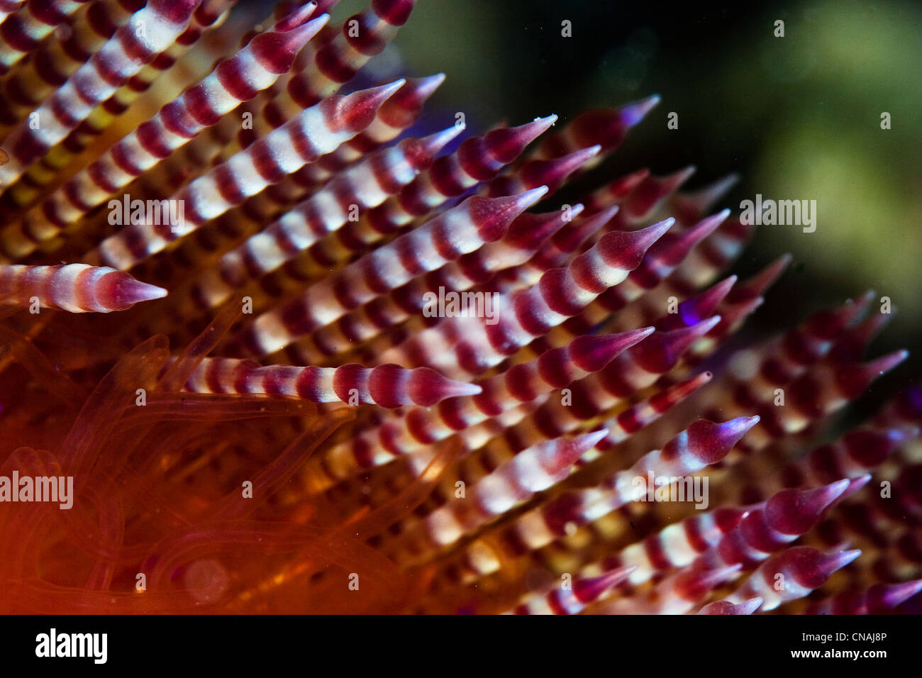 The spines of a fire urchin, Asthenosoma sp., are venomous. Komodo ...