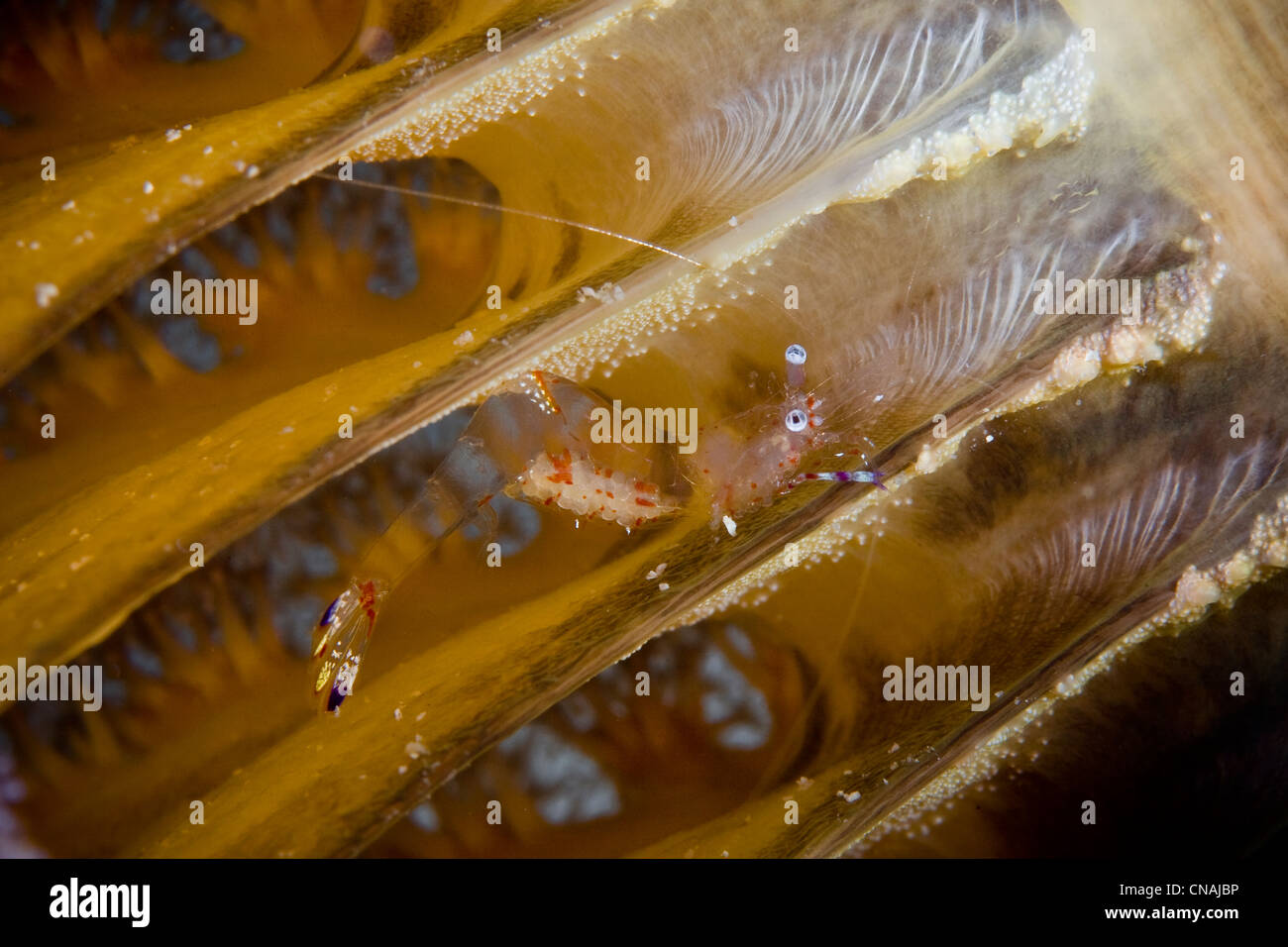 An unidentified Periclimenes shrimp hides amongst the arms of a sea pen ...
