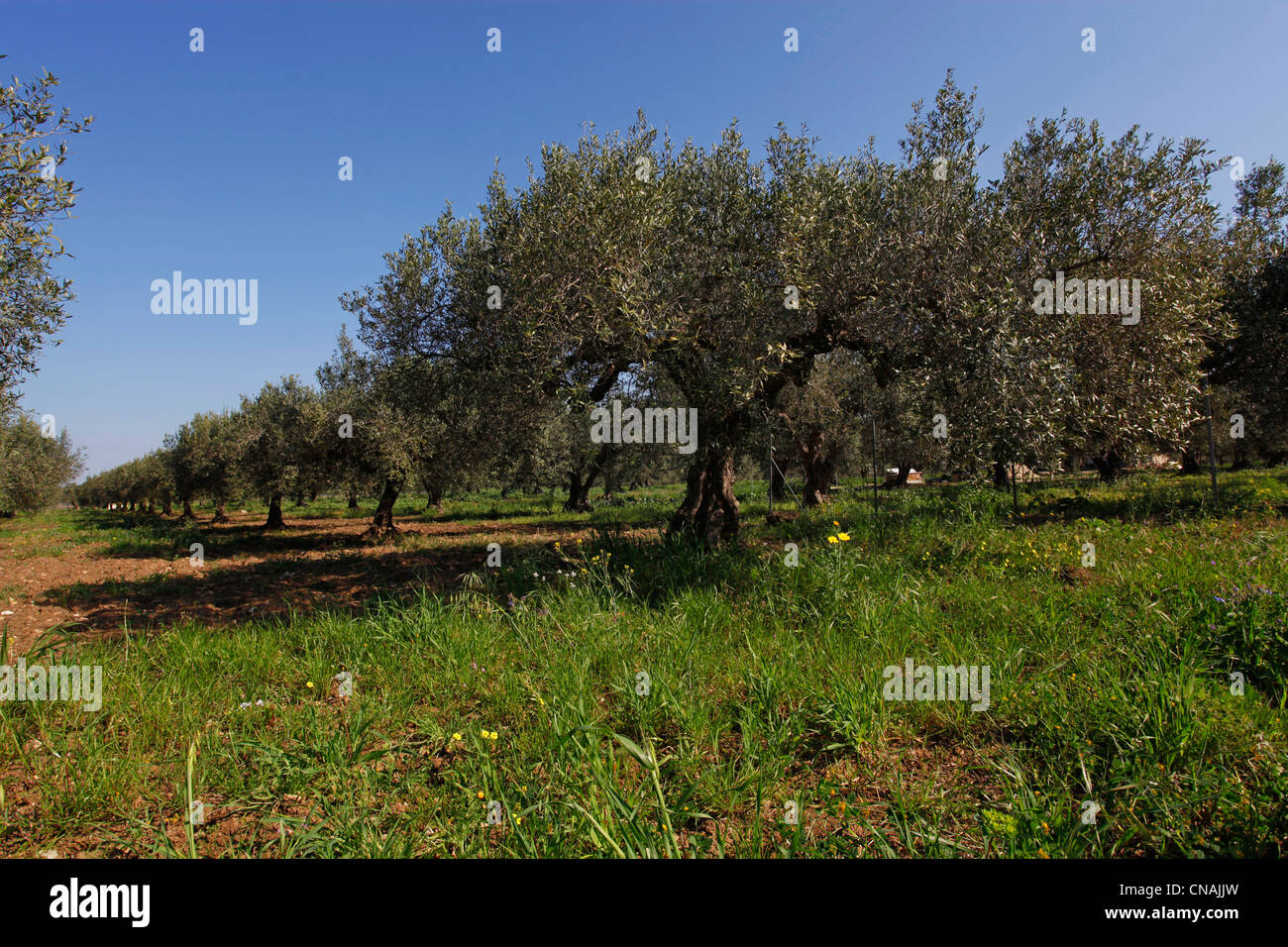 Sicily olive tree hi-res stock photography and images - Alamy