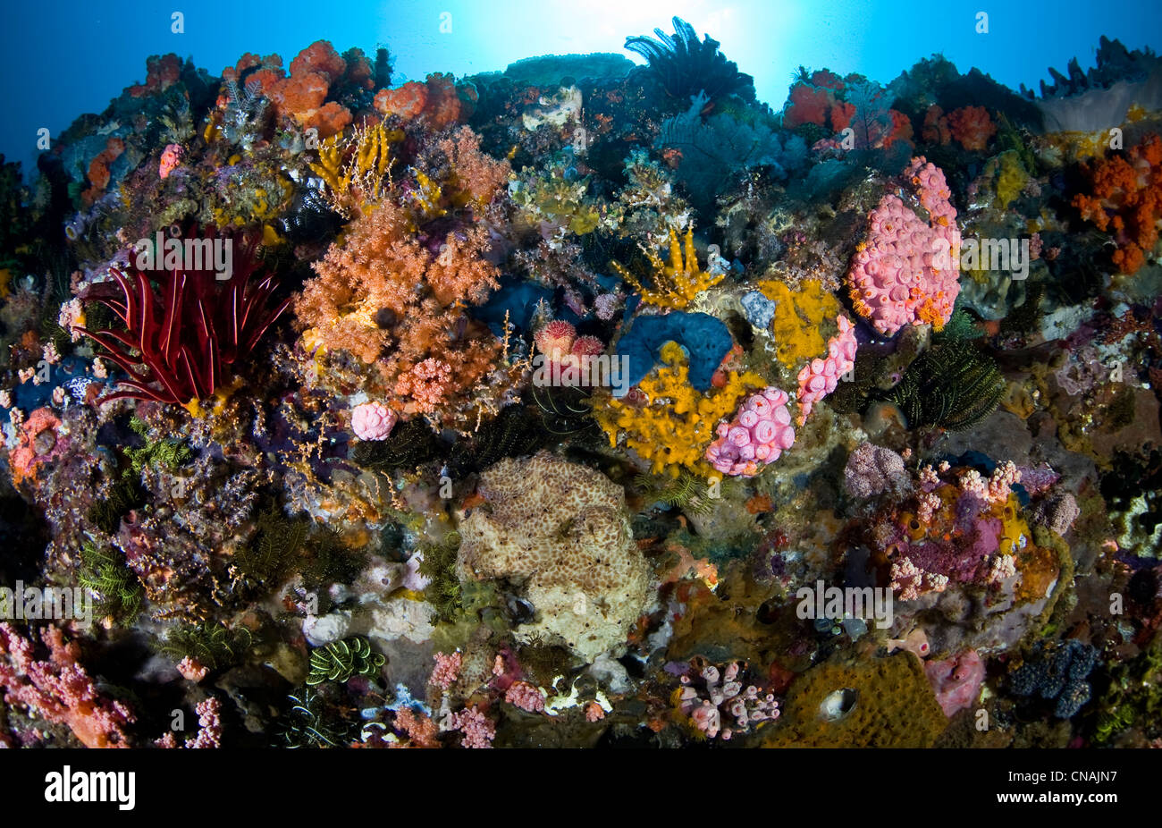 A diversity of marine life competes for space and resources on a reef ...