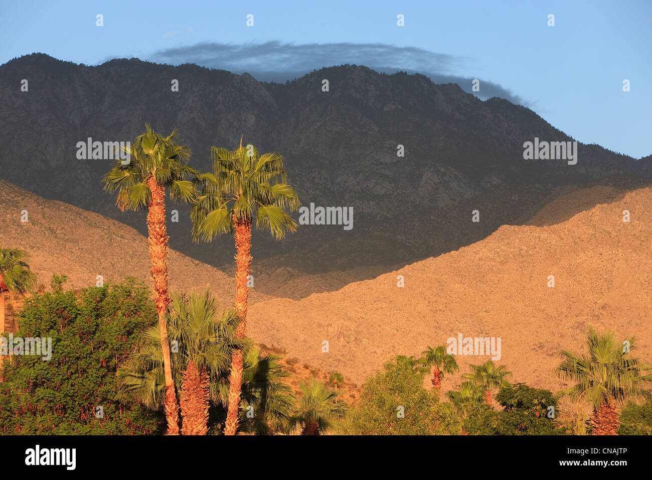 United States, California, Palm Springs, palm trees and Mount San ...