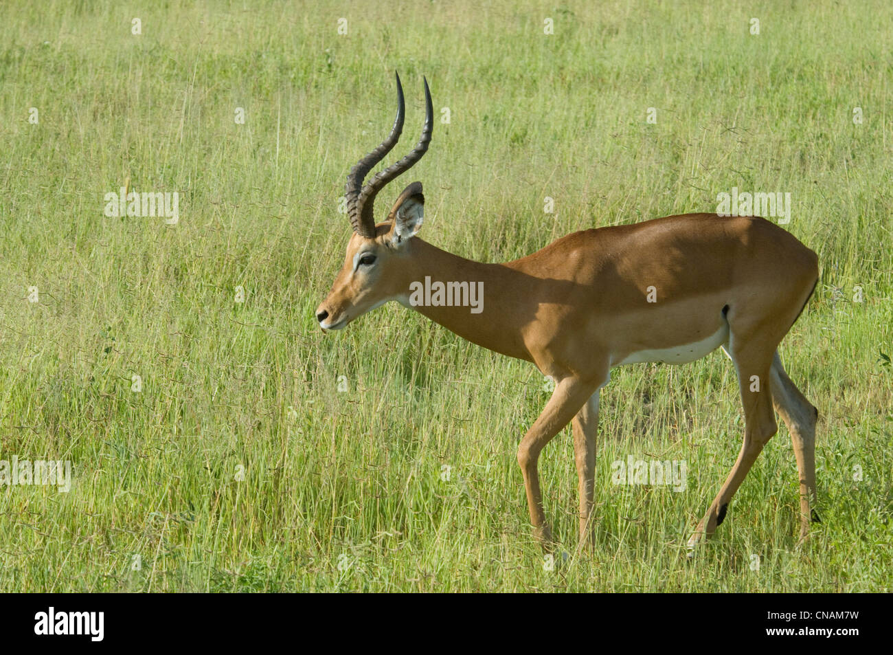 Male impala walking Stock Photo - Alamy